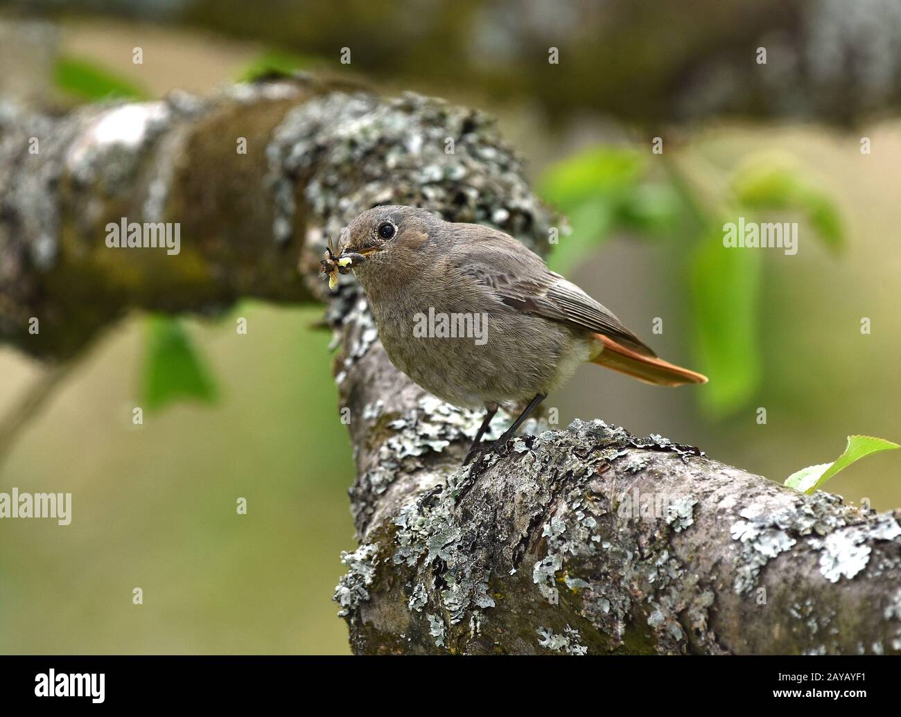 Black redstart hi-res stock photography and images - Alamy