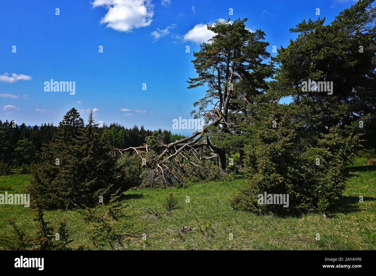 Deadfall hi-res stock photography and images - Alamy