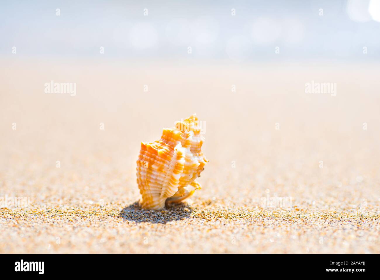 Closeup shot white beach hi-res stock photography and images - Alamy
