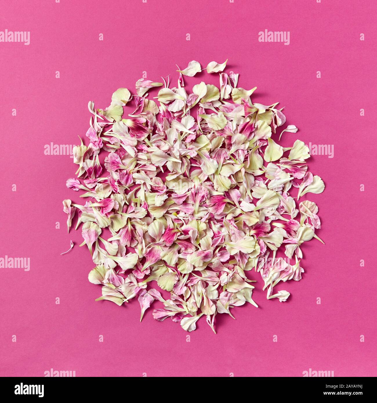 Round petals hi-res stock photography and images - Alamy
