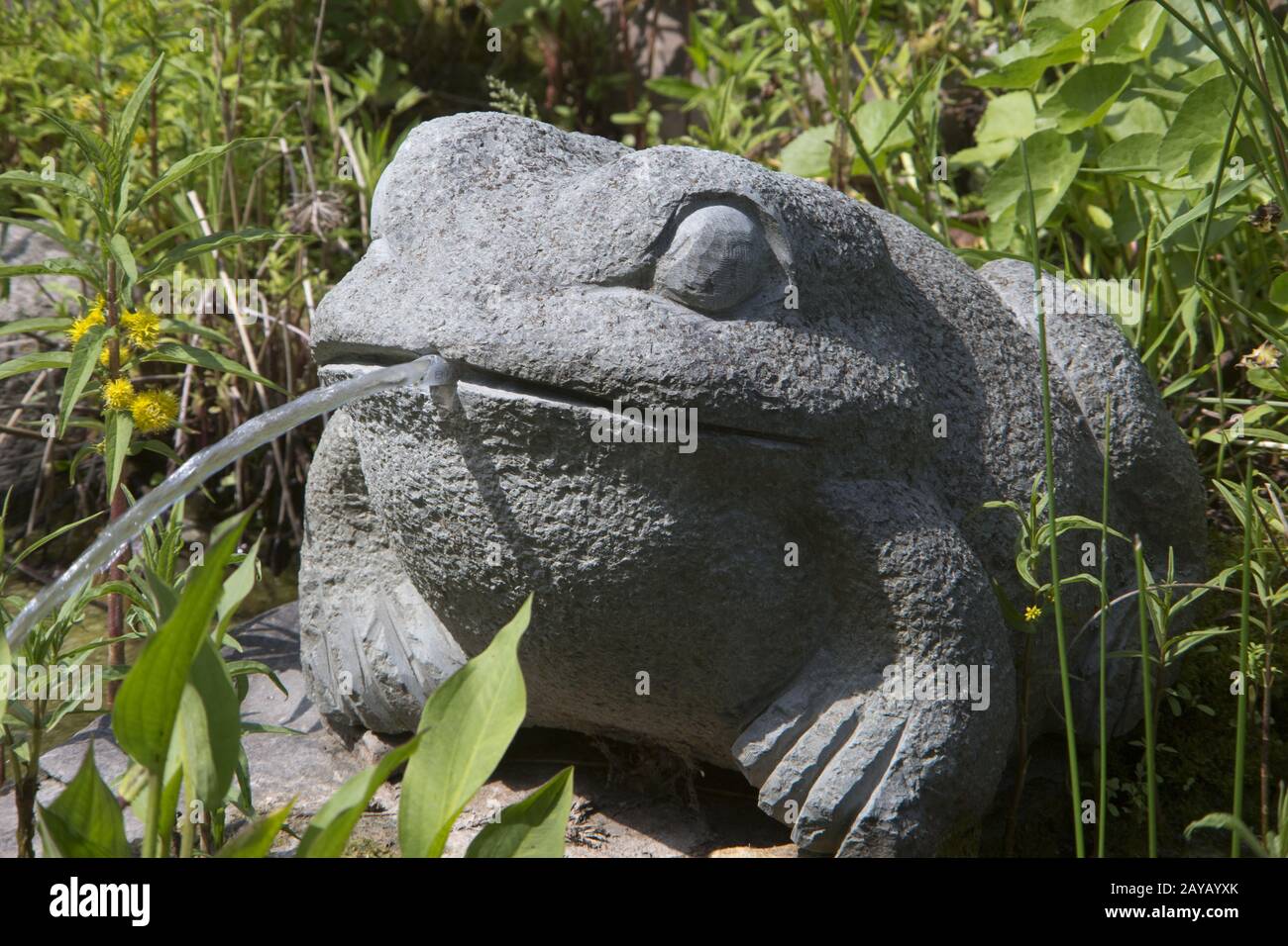 waterspouting frog at the garden pond Stock Photo - Alamy