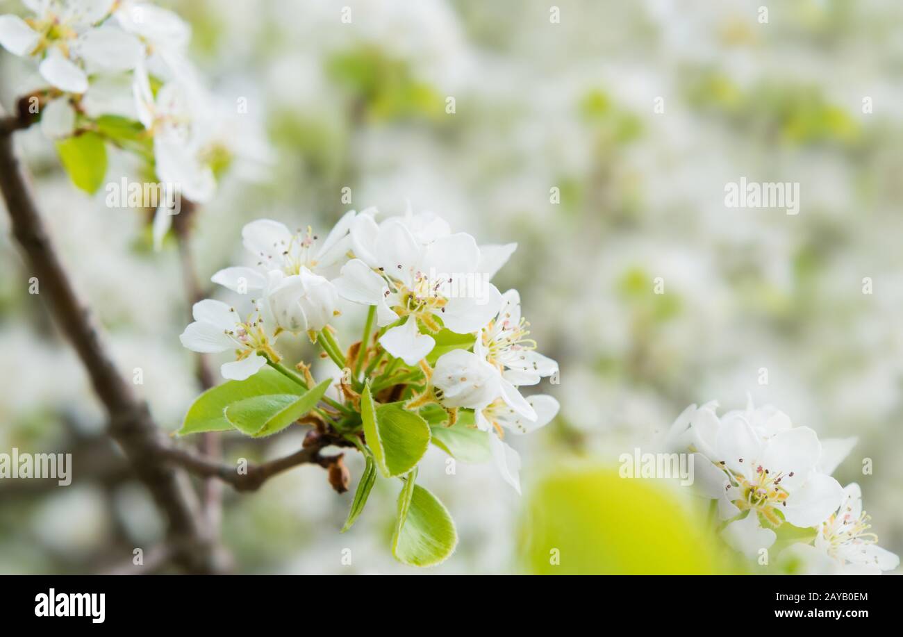 White flowers pear tree in hi-res stock photography and images - Alamy