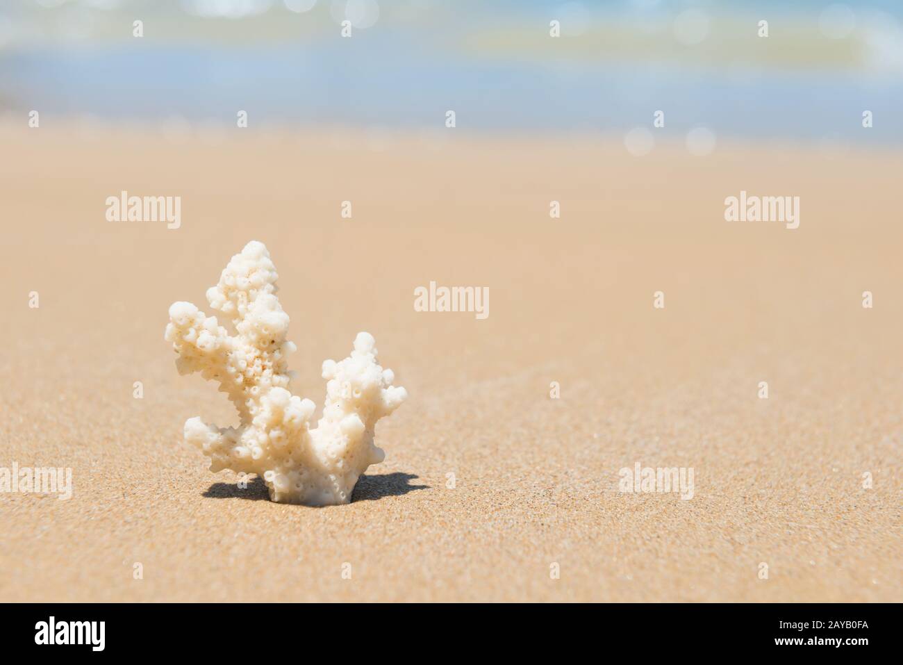 White coral on sand beach Stock Photo - Alamy