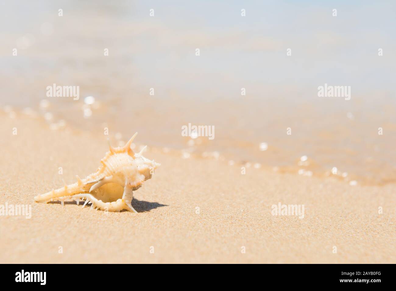 White sea shell on sand beach Stock Photo - Alamy