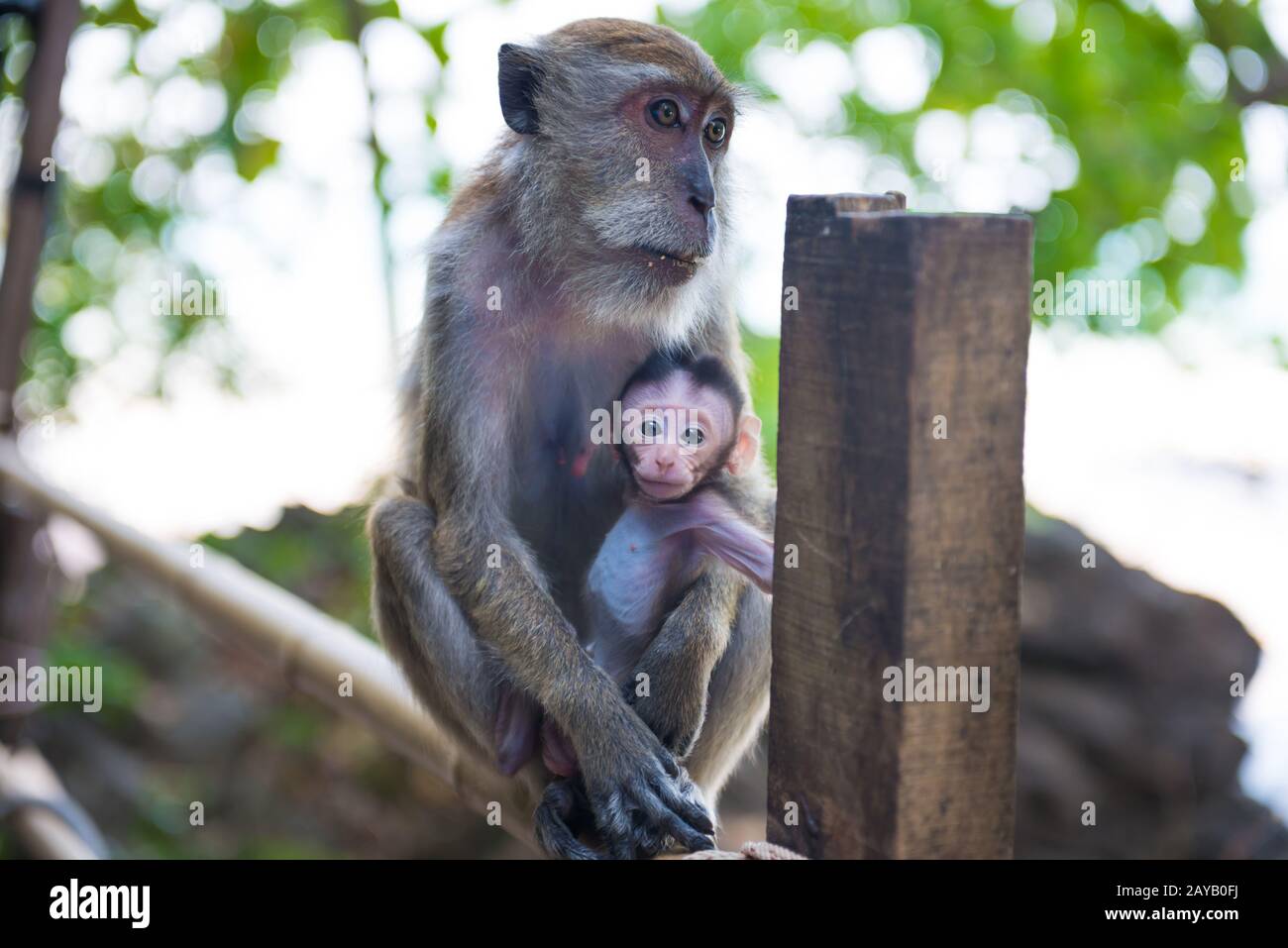 Macaque monkey with baby Stock Photo - Alamy