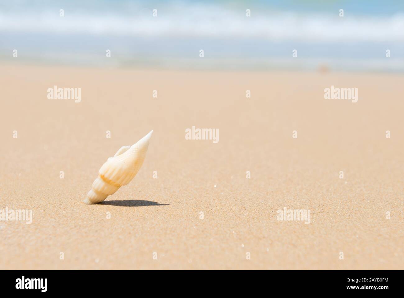 White shell sea hi-res stock photography and images - Alamy