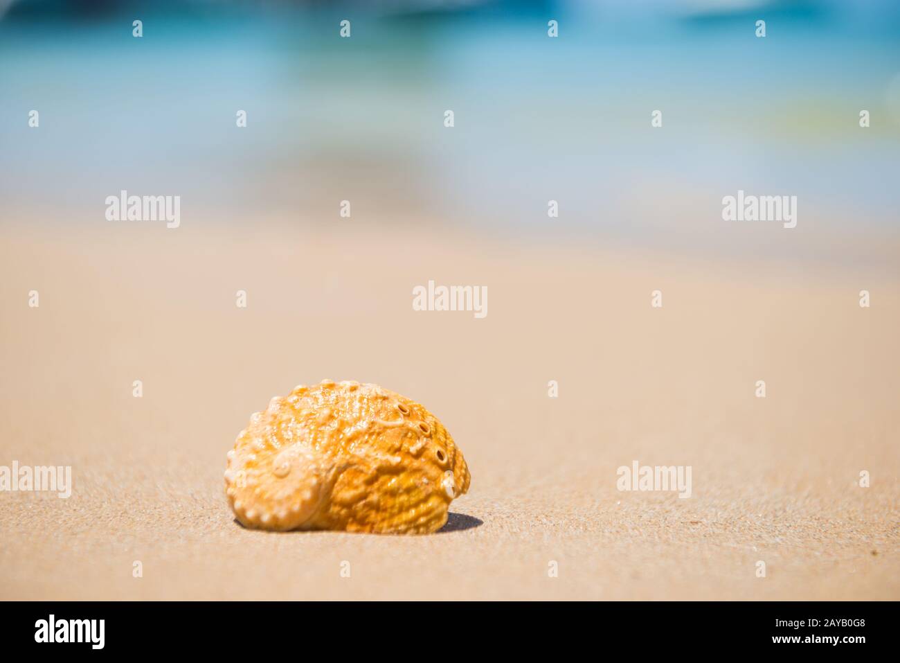 Shell on sand hi-res stock photography and images - Alamy