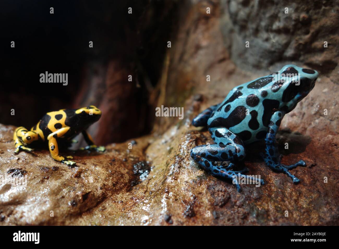 Blue arrow poison frogs hi-res stock photography and images - Alamy