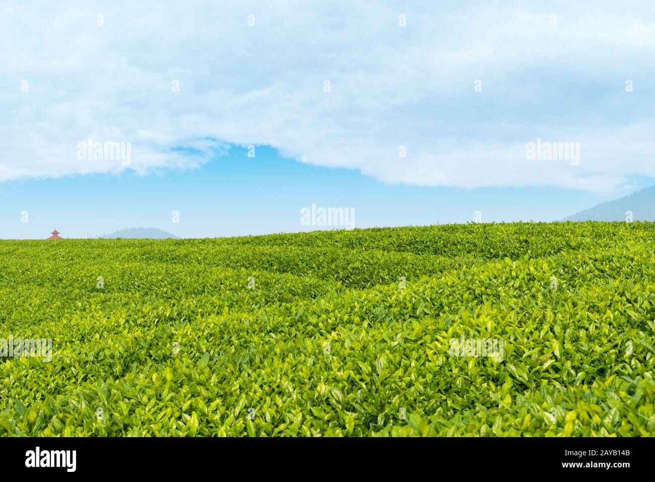 Garden tea tree hi-res stock photography and images - Alamy