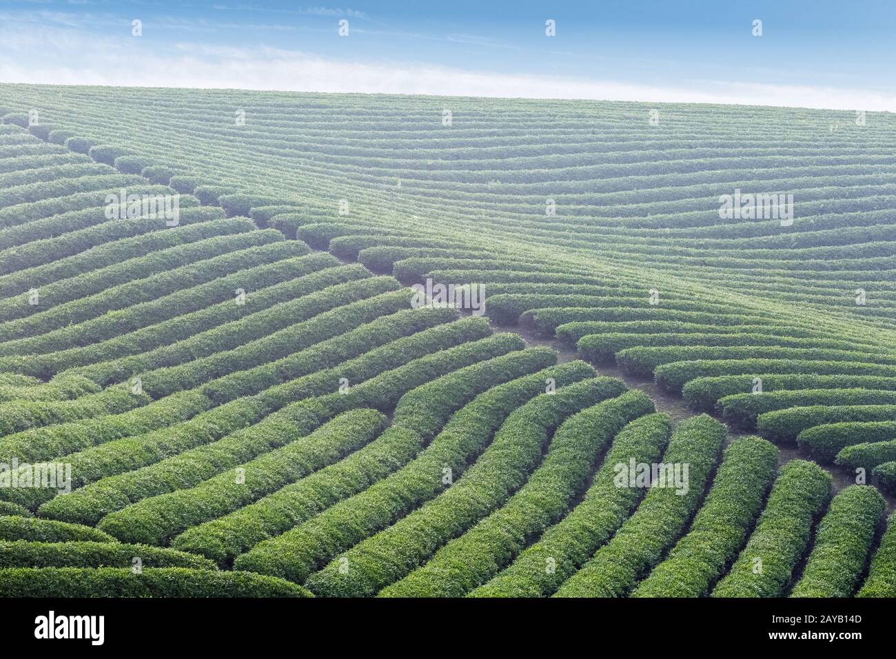 tea plantation background Stock Photo - Alamy