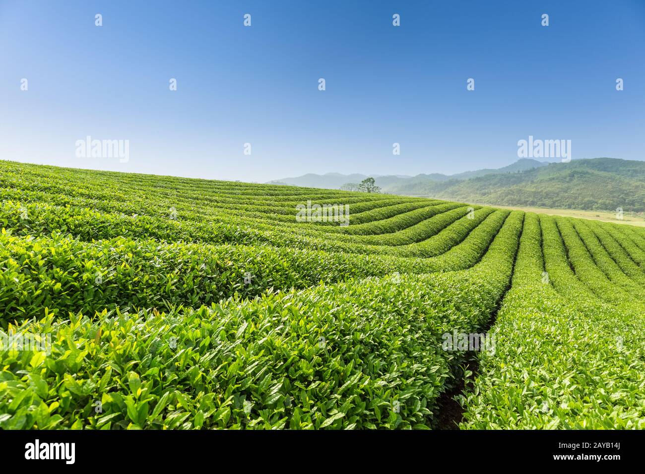 beautiful tea plantation scenery Stock Photo - Alamy