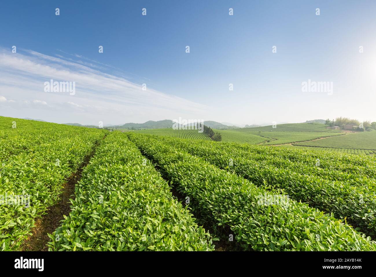beautiful tea plantation in sunny morning Stock Photo - Alamy