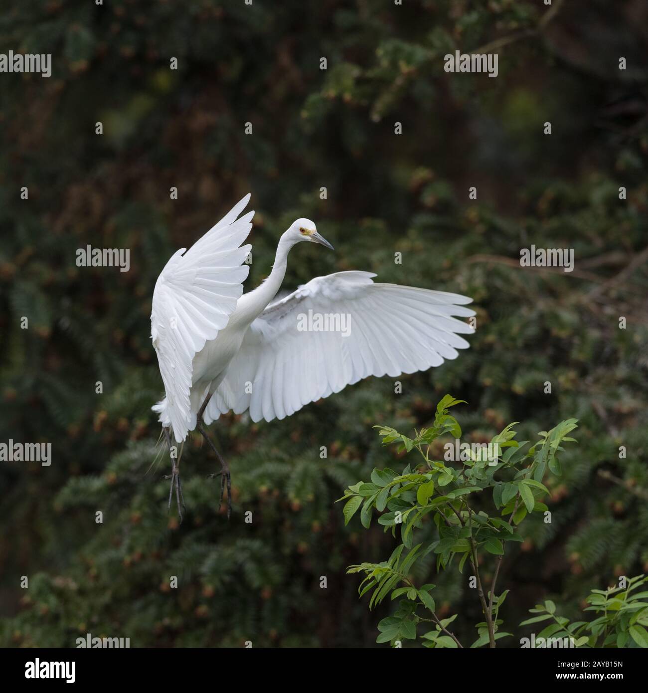 White flight hi-res stock photography and images - Alamy