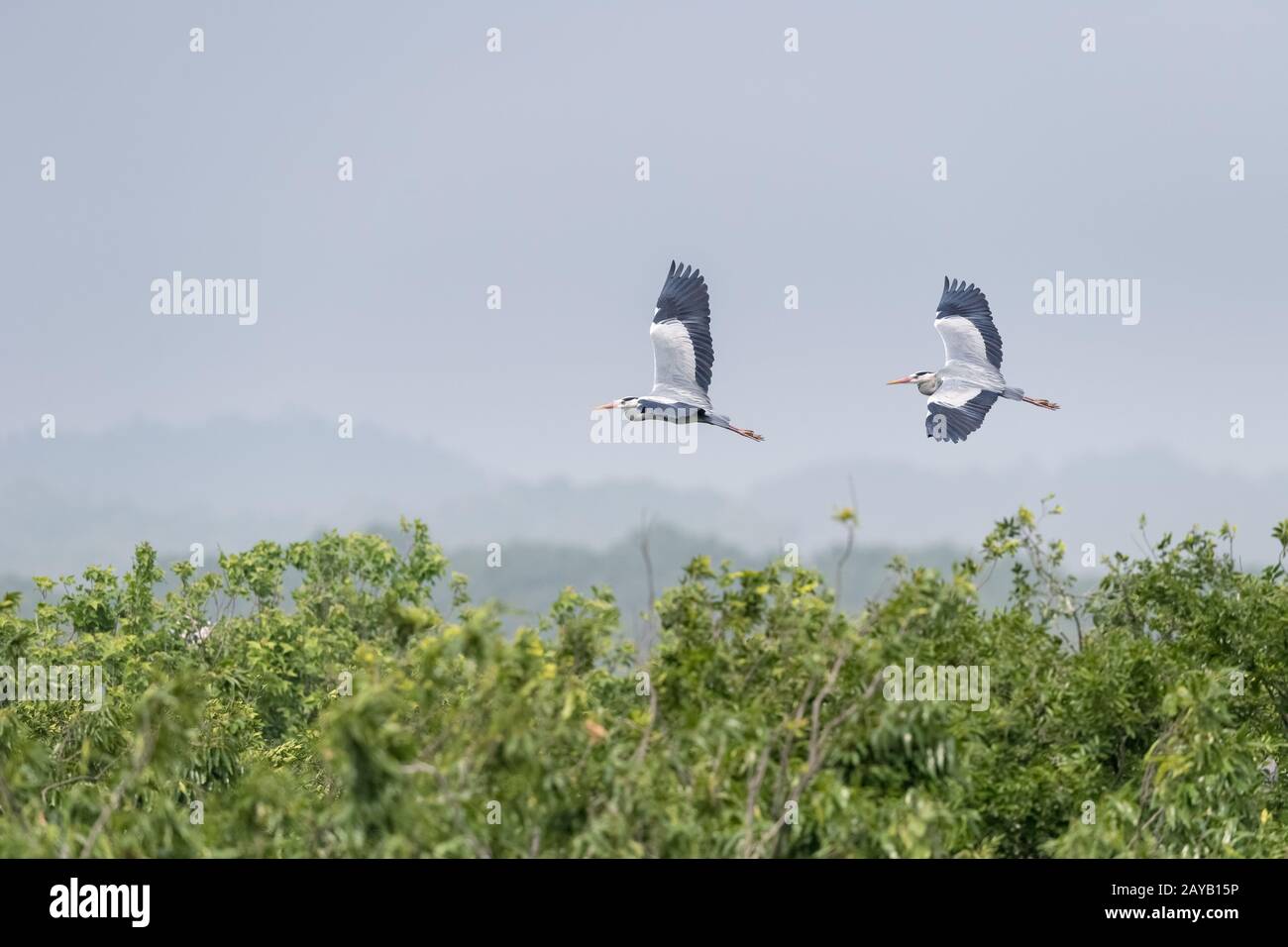 grey heron flying Stock Photo - Alamy
