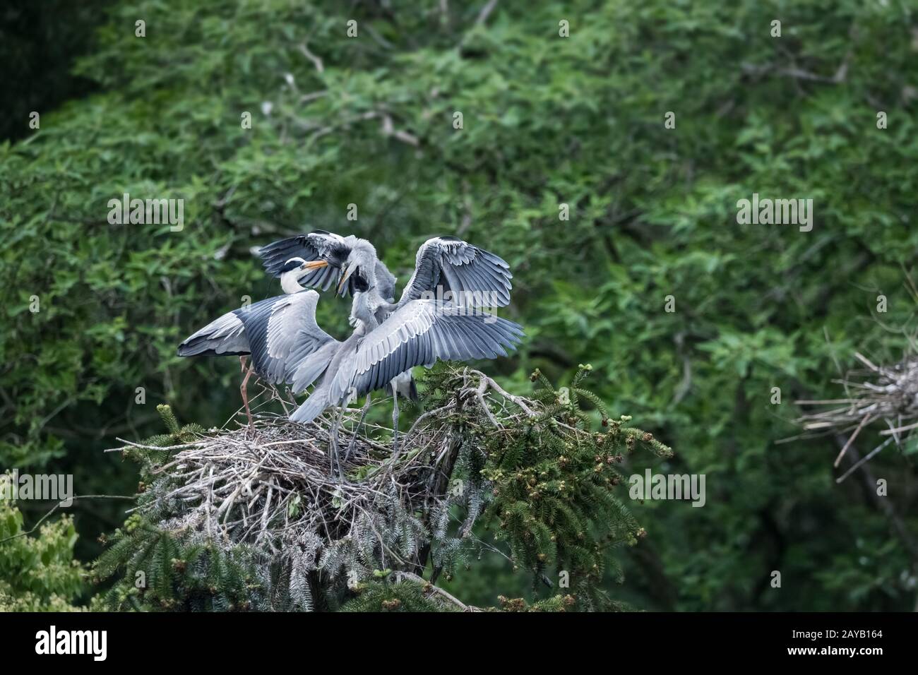 Ecological nest hi-res stock photography and images - Alamy