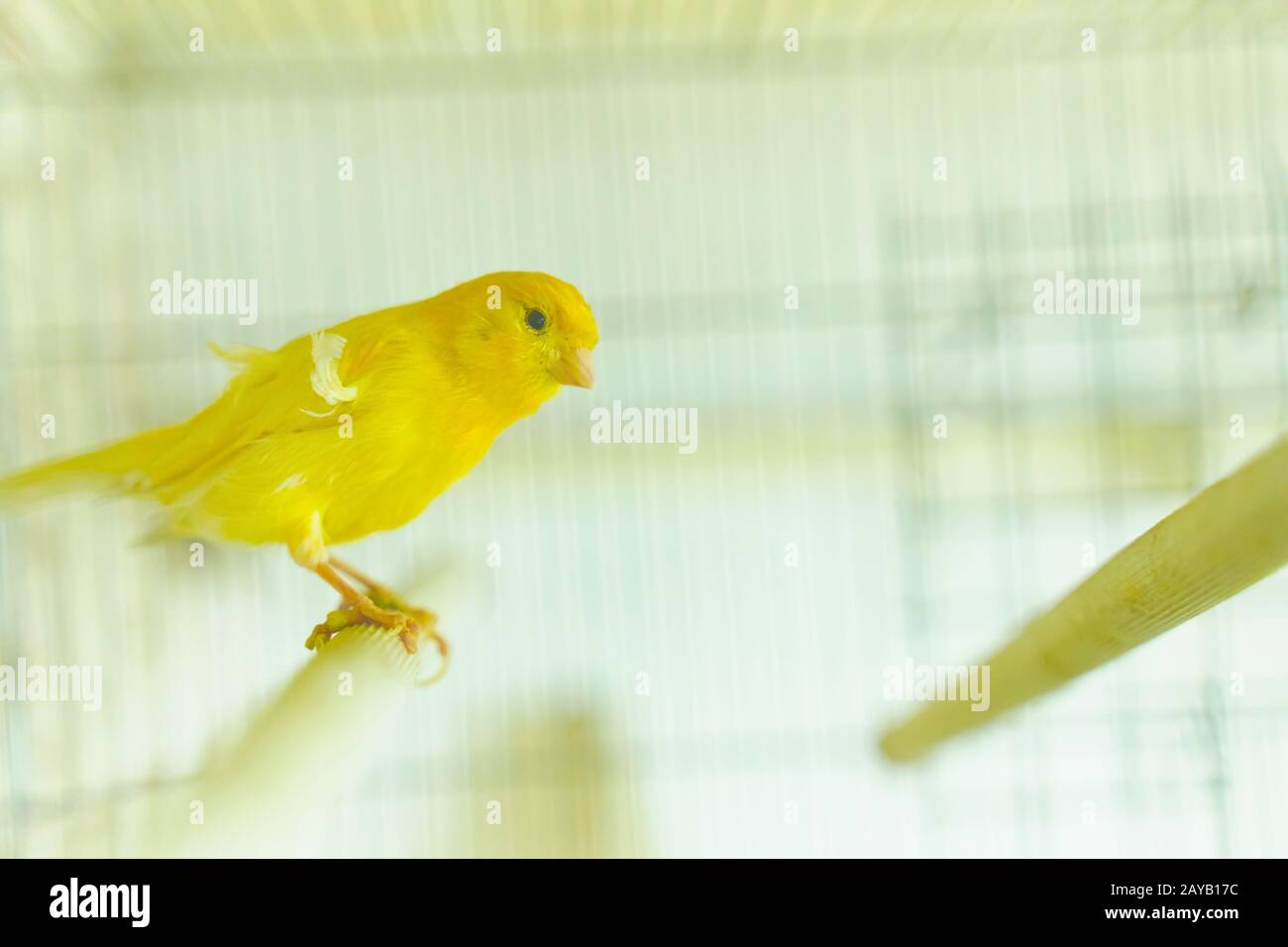 Canary sit and swing in the cage Stock Photo - Alamy