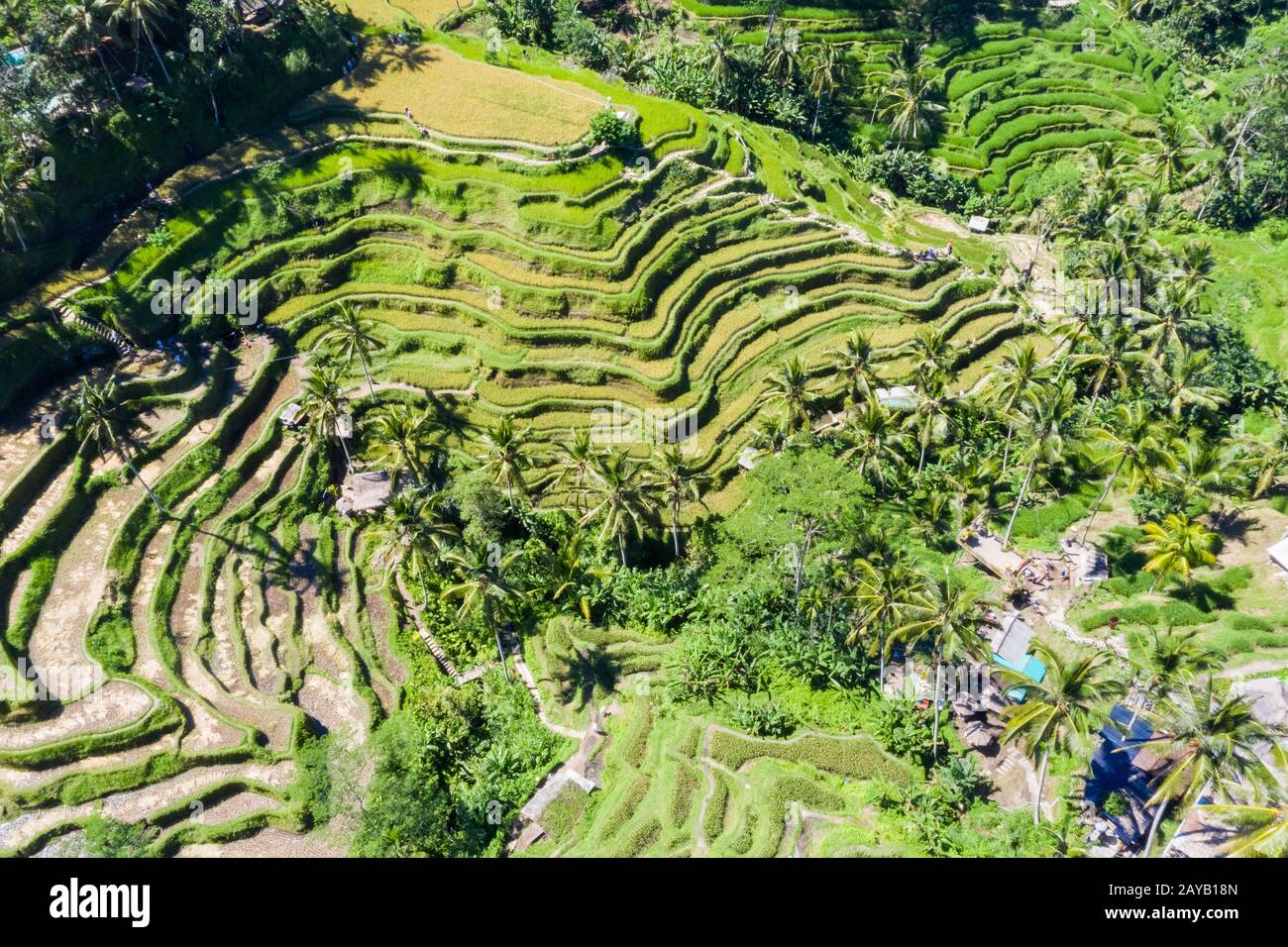 beautiful terraced field in bali island Stock Photo - Alamy