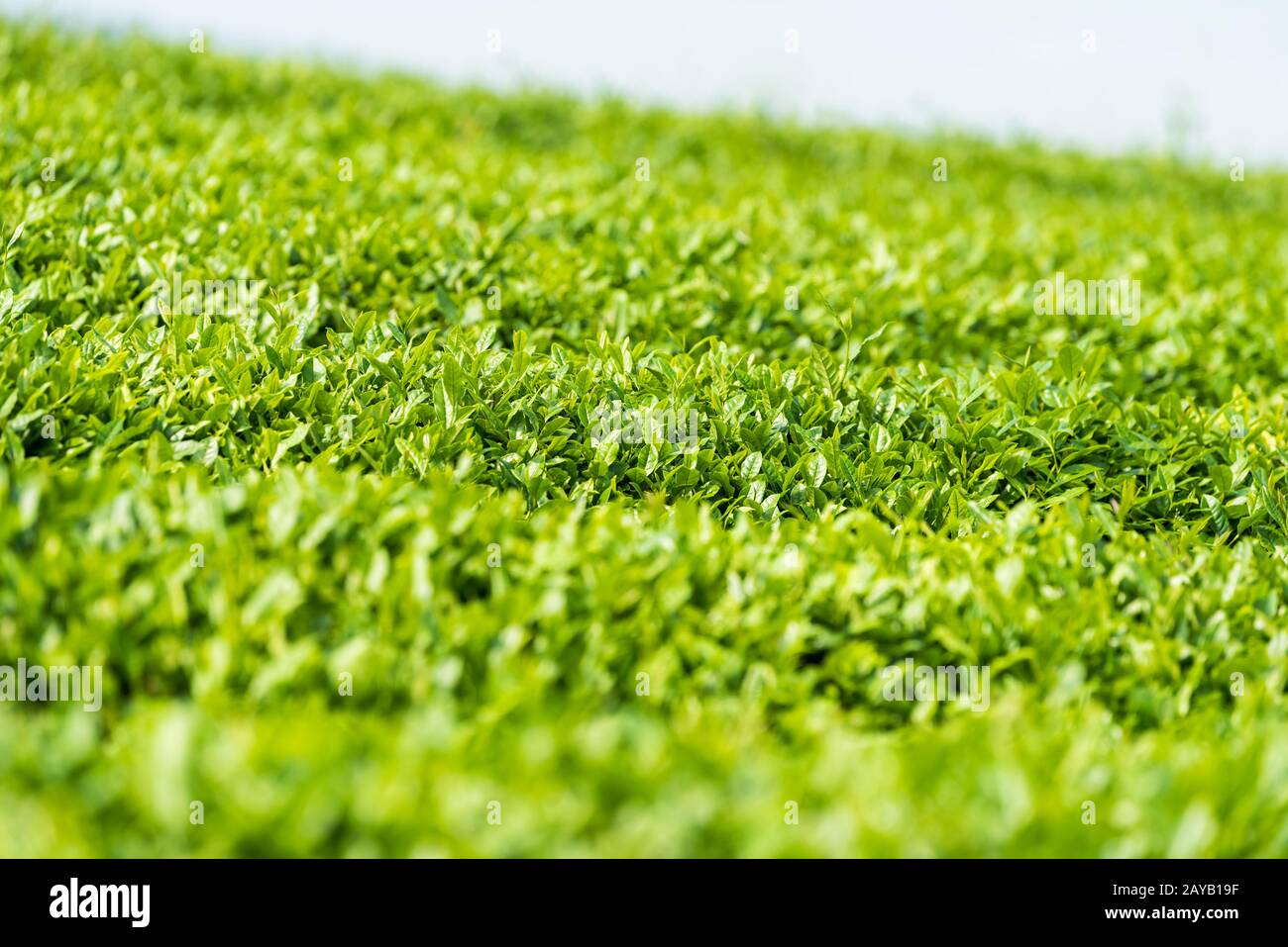 Verdant view hi-res stock photography and images - Alamy