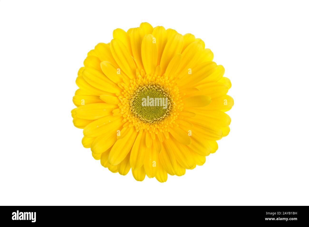 Perfect yellow gerbera flower head isolated on white background Stock ...
