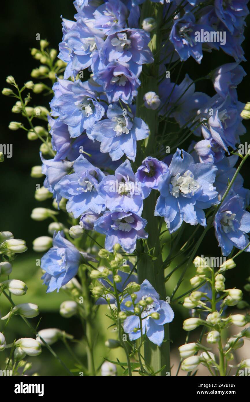 Larkspur Delphinium Hybrid Stock Photo - Alamy