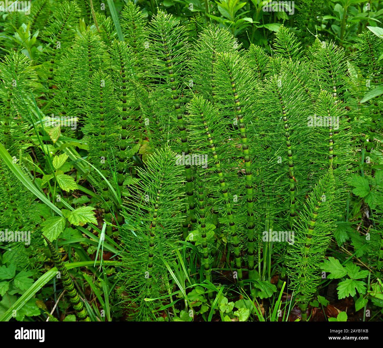 Horsetail hi-res stock photography and images - Alamy