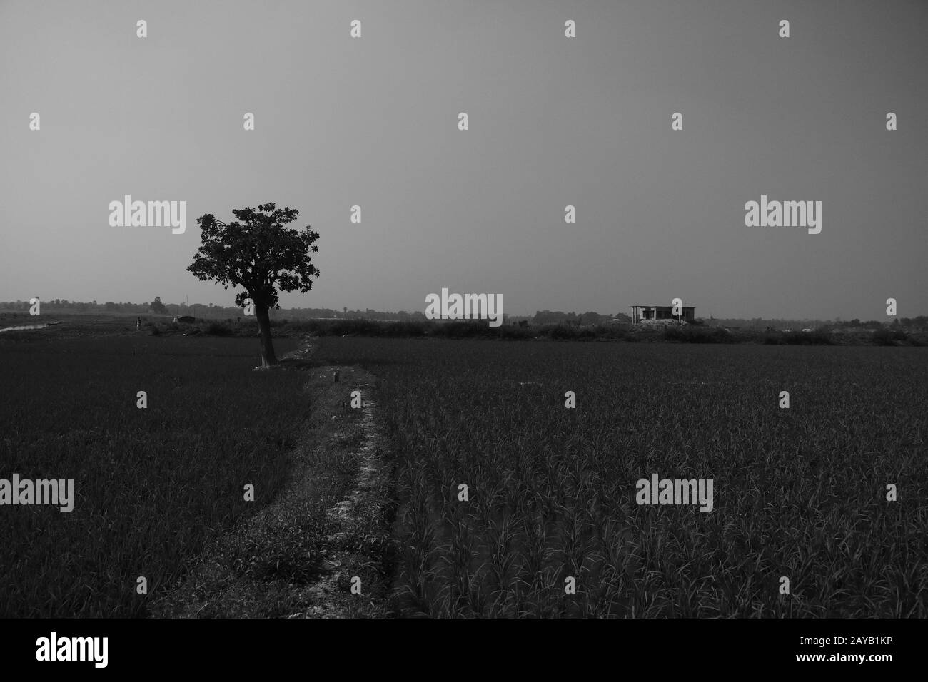 Set spring wallpapers Black and White Stock Photos & Images - Alamy