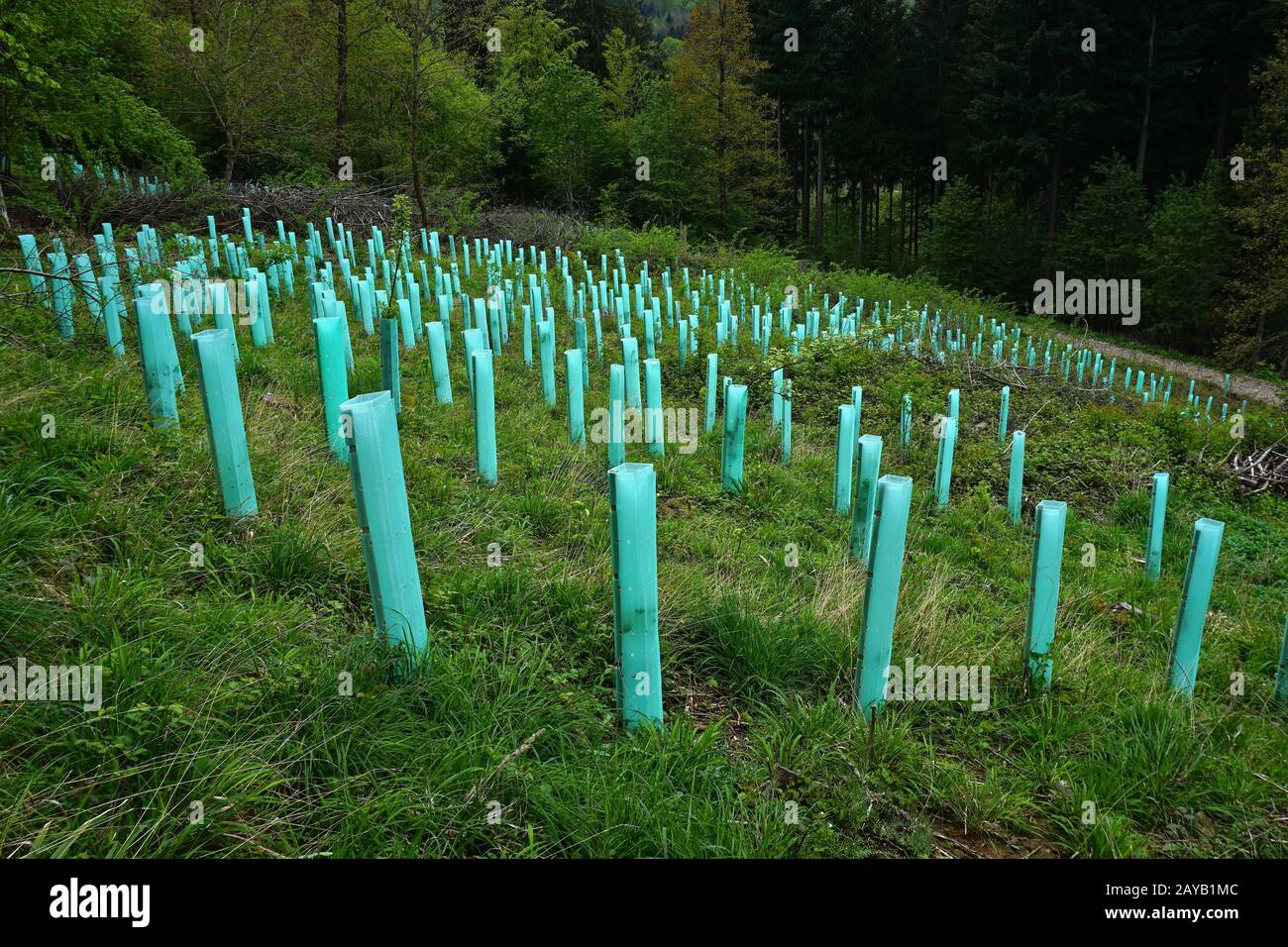 Afforestation hi-res stock photography and images - Alamy