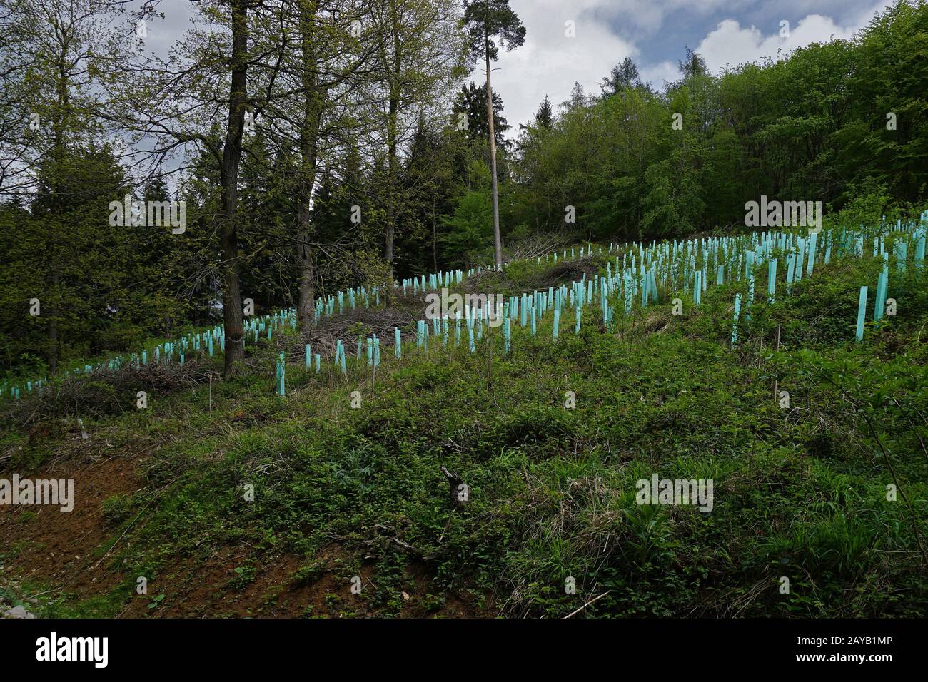 Afforestation hi-res stock photography and images - Alamy