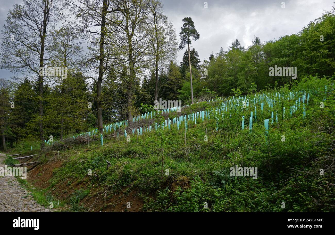 Afforestation hi-res stock photography and images - Alamy