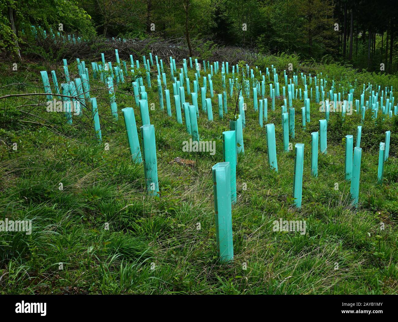 Afforestation hi-res stock photography and images - Alamy