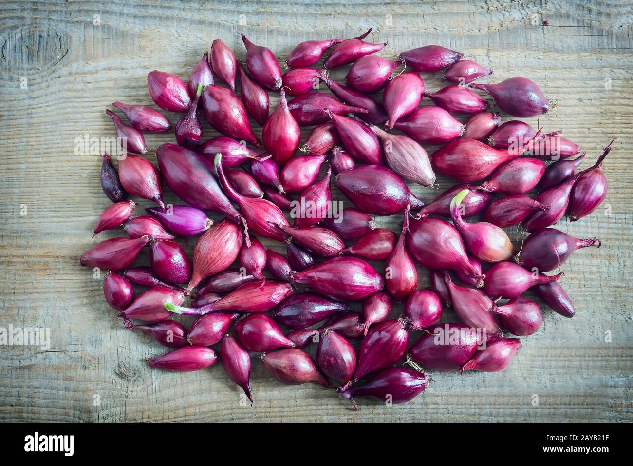 Purple onion sets for planting in the soil Stock Photo - Alamy
