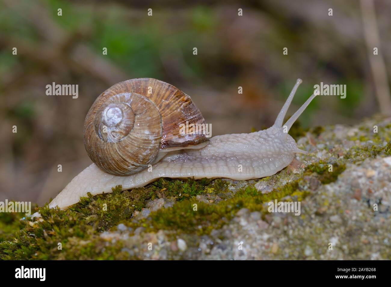 Wild escargot hi-res stock photography and images - Alamy