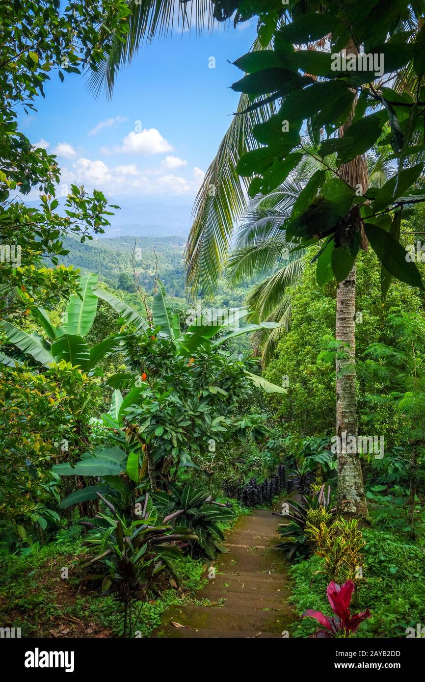 Indonesian rainforest landscape hi-res stock photography and images - Alamy