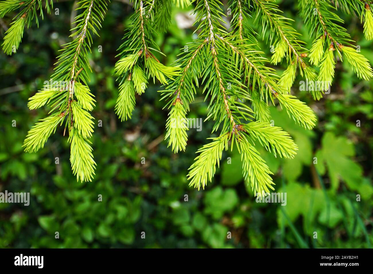 Fir shoots hi-res stock photography and images - Alamy