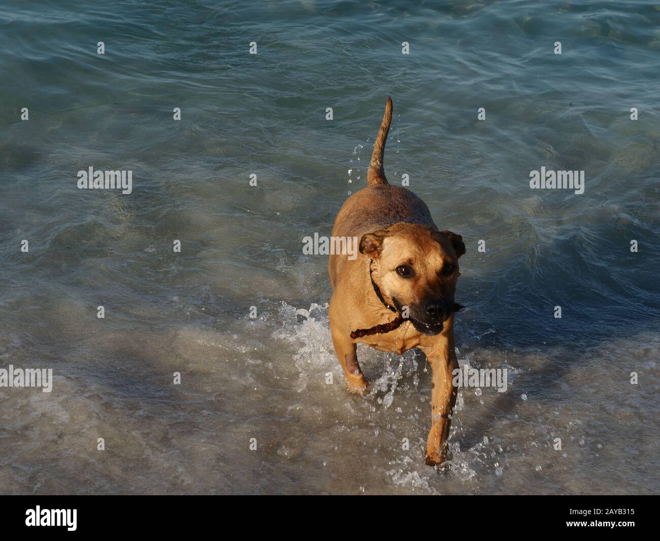 Dog seen retrieving a stick at the dog beach of Whitford, Perth ...