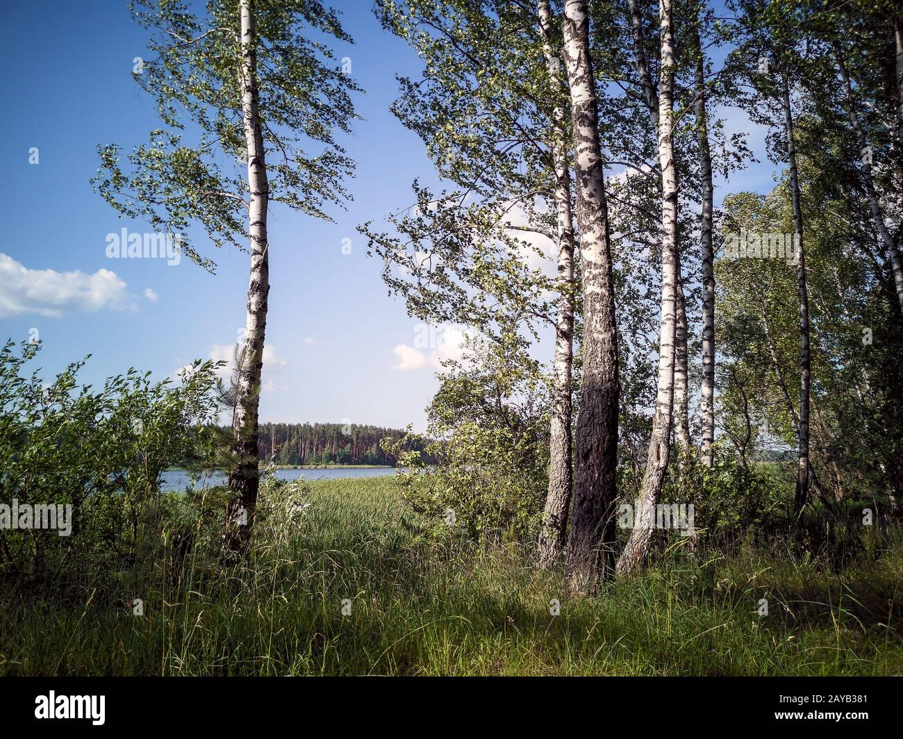 Large birch trees hi-res stock photography and images - Alamy