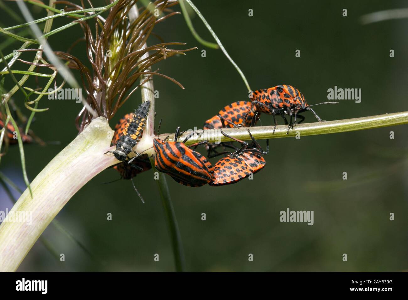 Striped bug (Graphosoma lineatum), larva and beetle mating on a fennel ...