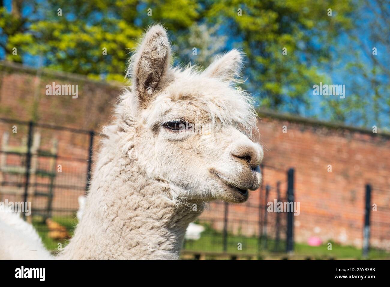 White lama hi-res stock photography and images - Alamy