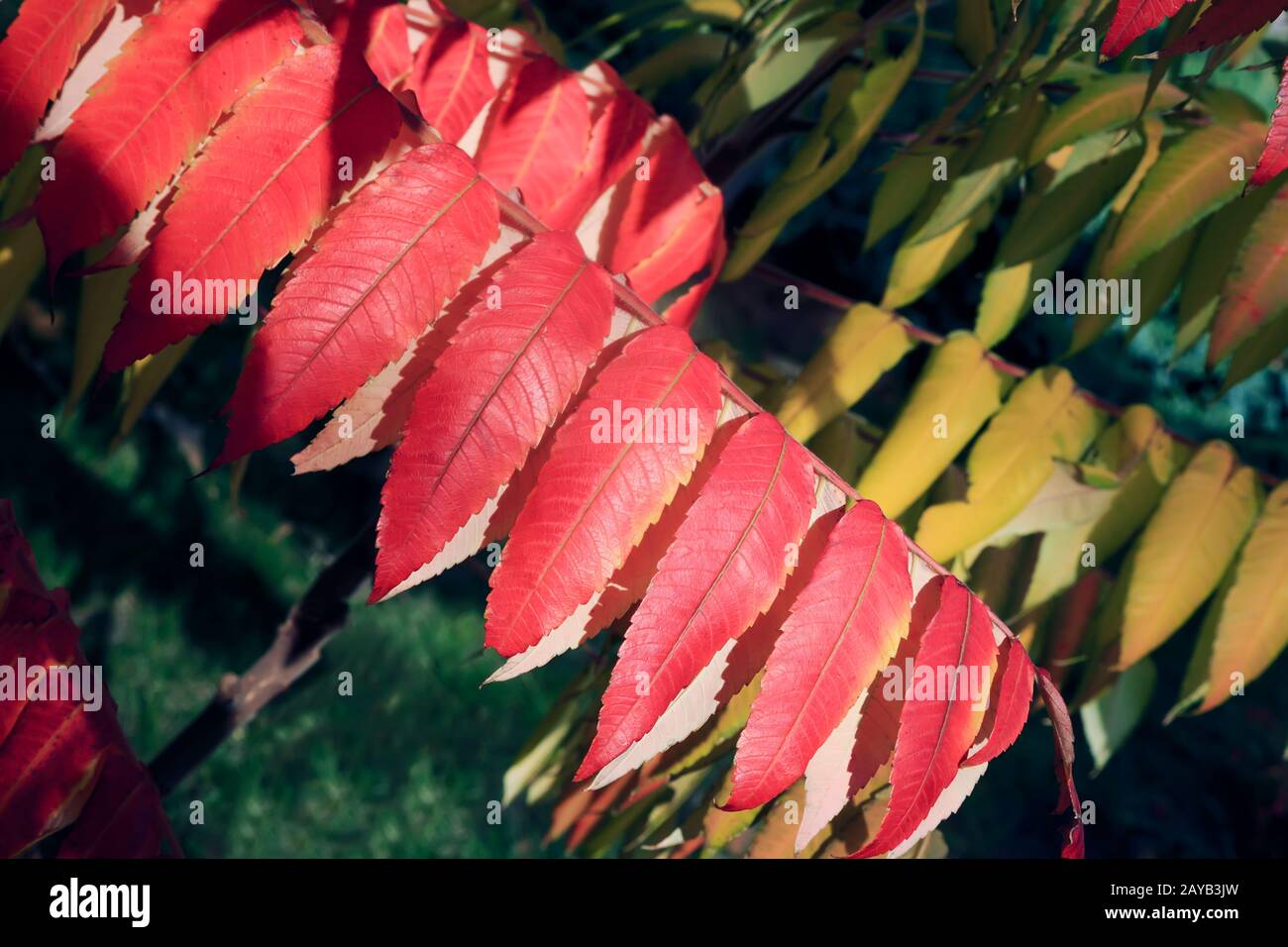 Beautiful ornamental deciduous plant in the fall called sumac Stock ...