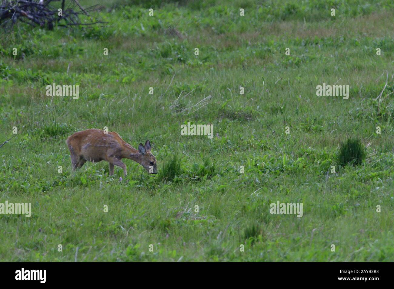 Shedding coat hi-res stock photography and images - Alamy