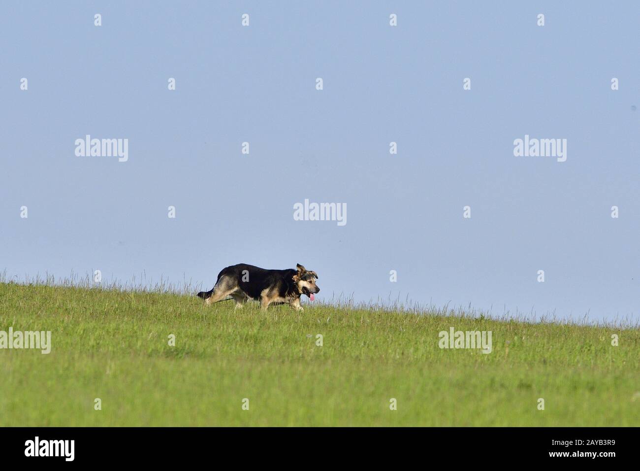 Cute stray dog running hi-res stock photography and images - Alamy