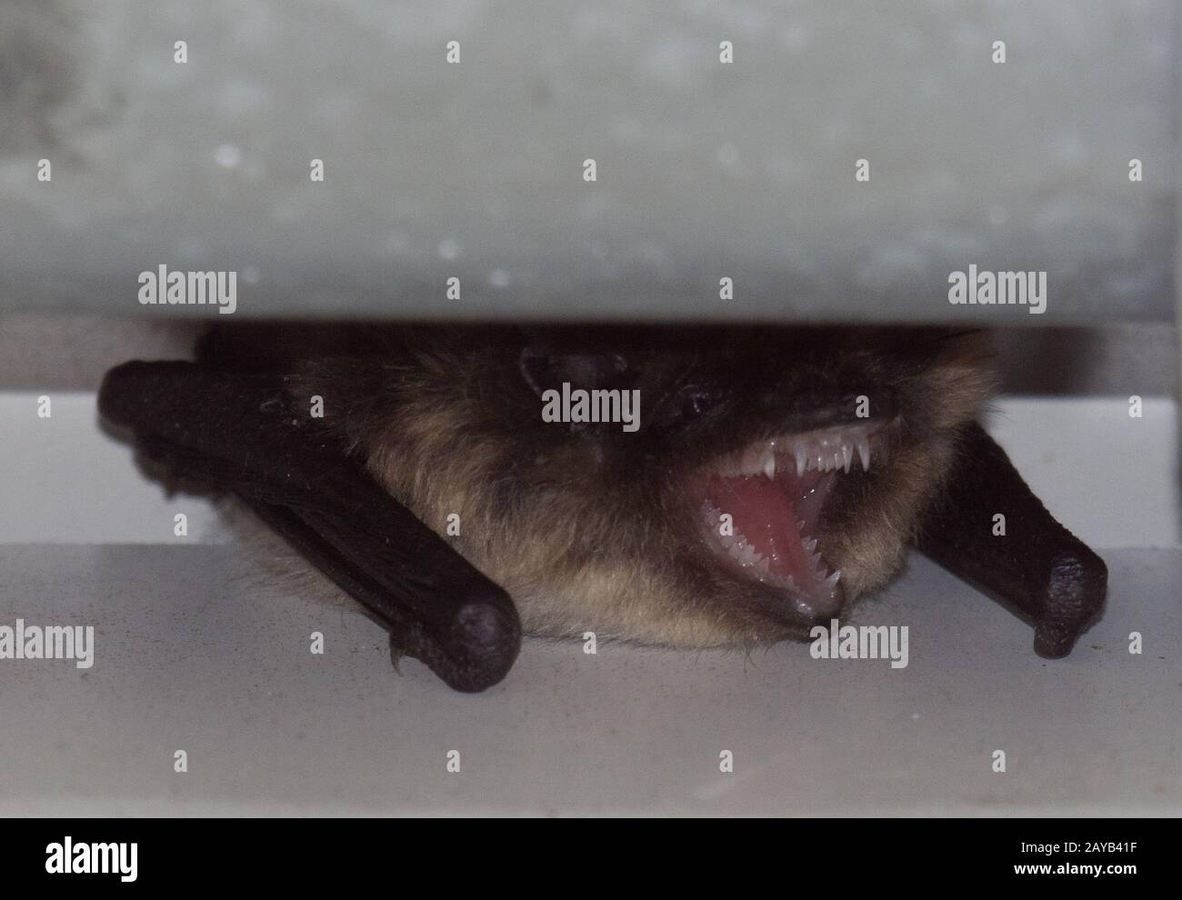 Jagdhabitate hi-res stock photography and images - Alamy