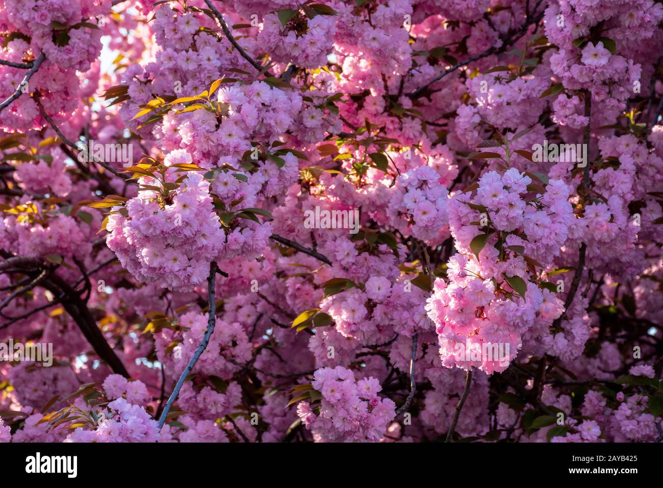pink cherry blossom background in backlit sunlight. beautiful nature ...