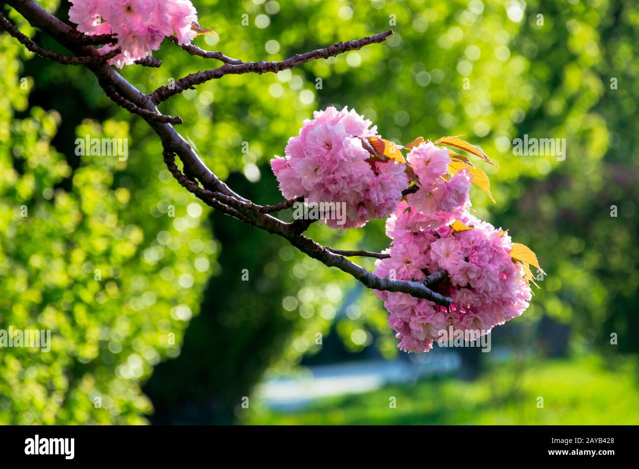 pink cherry blossom background in backlit sunlight. beautiful nature ...