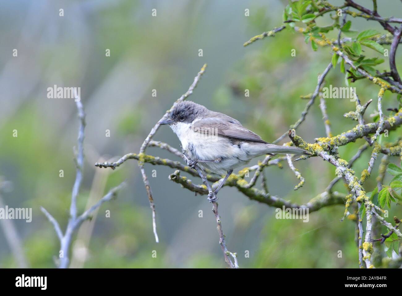 Flip-up turf mecke Stock Photo - Alamy