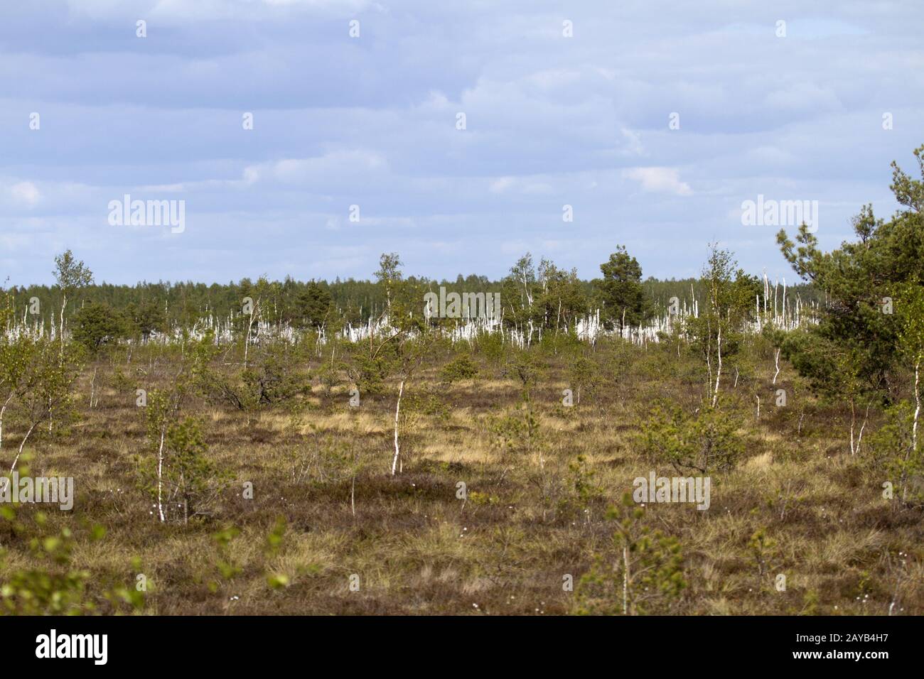 Moorforscher hi-res stock photography and images - Alamy