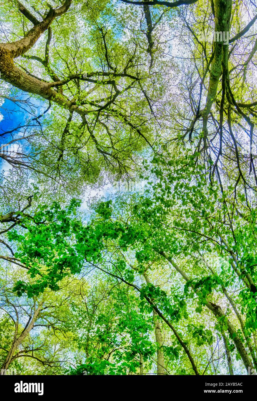 Terrestrial Habitat Forest