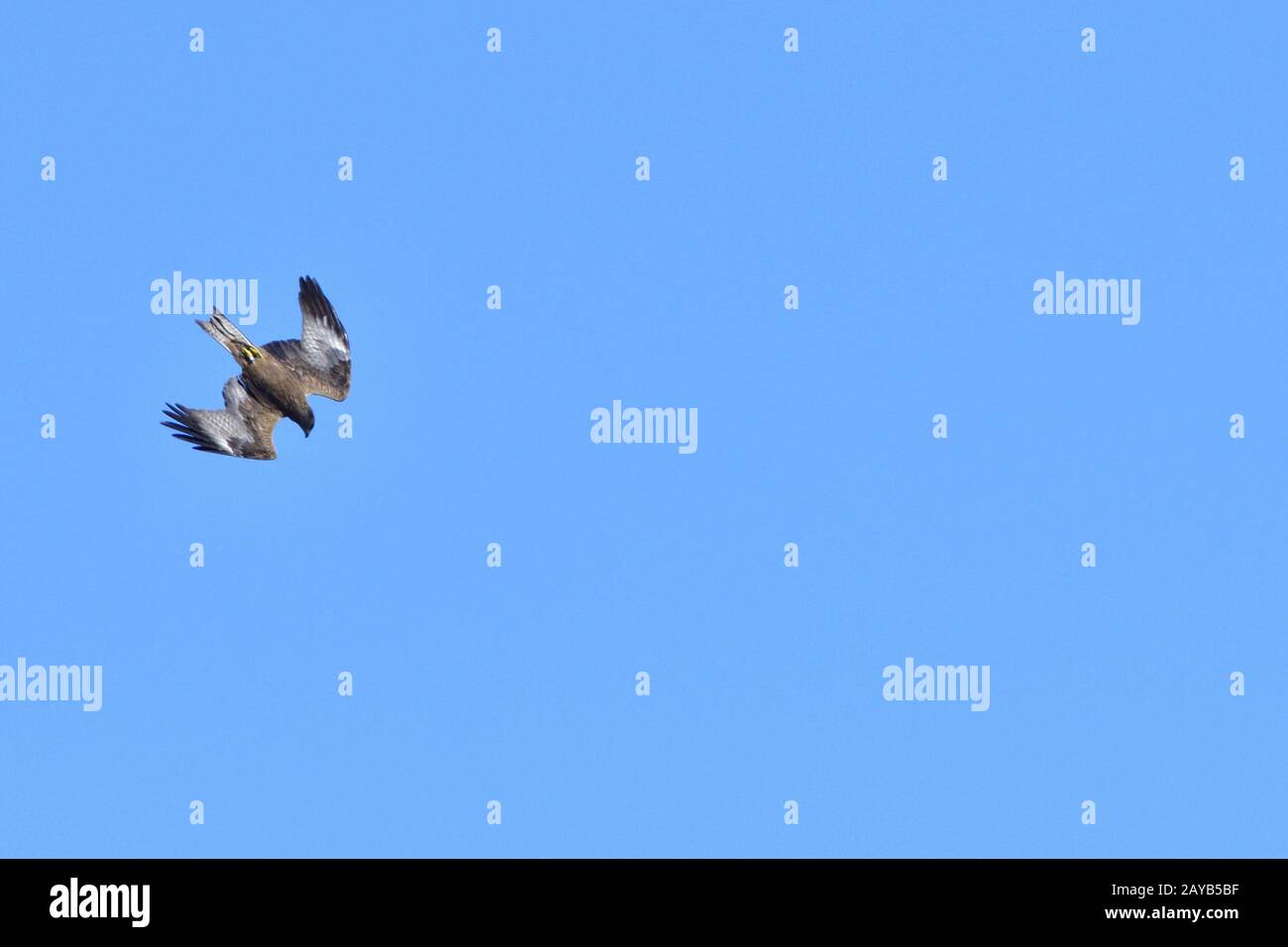 Predatory birds kites hi-res stock photography and images - Alamy