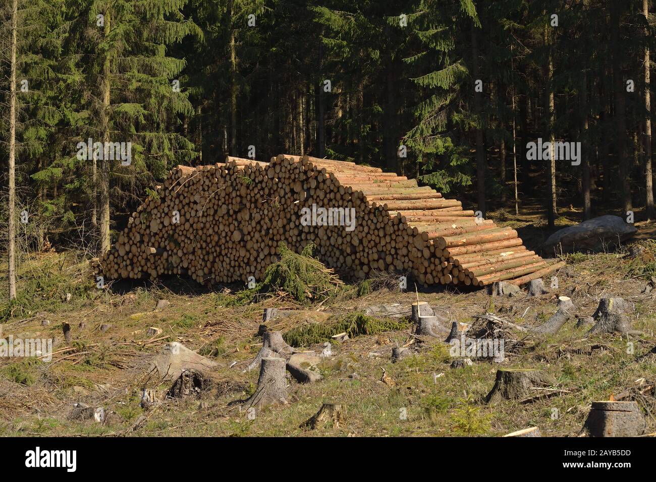 Spruce trunks cut Stock Photo - Alamy