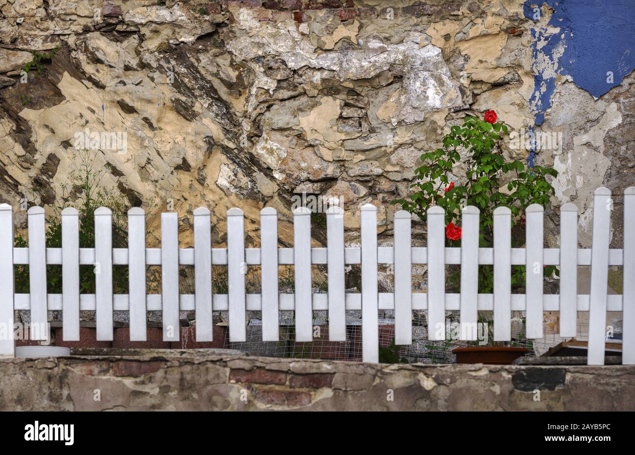 Wall roses hi-res stock photography and images - Alamy